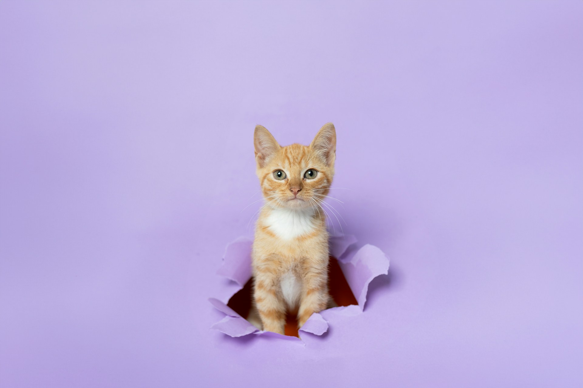 12 Things Your Cat Does That Prove They're Your Evil Overlord - Cat Mom ...