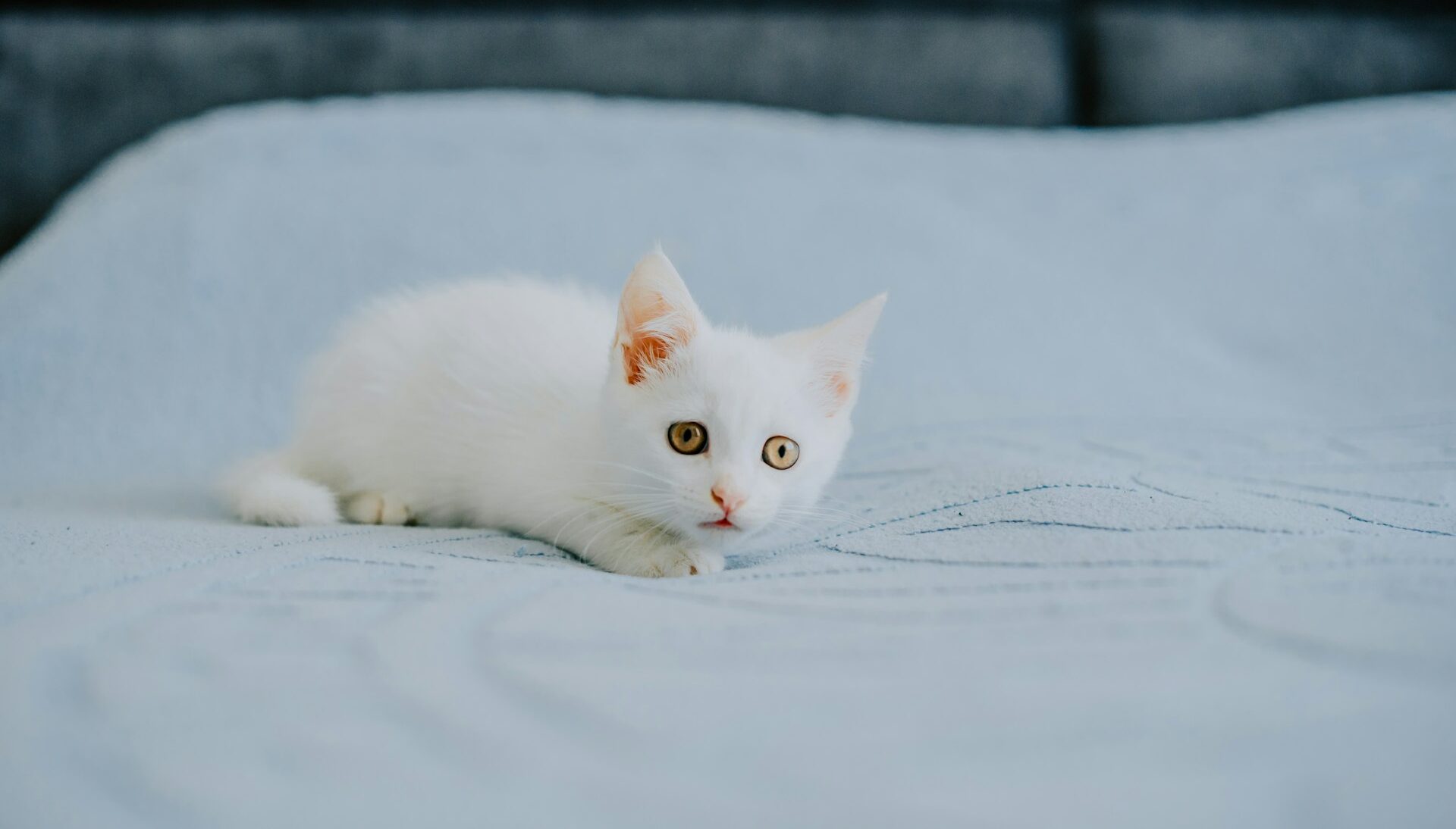 9 Surefire Ways to Turn Your Partner Into a Cat Person - Cat Mom Humor