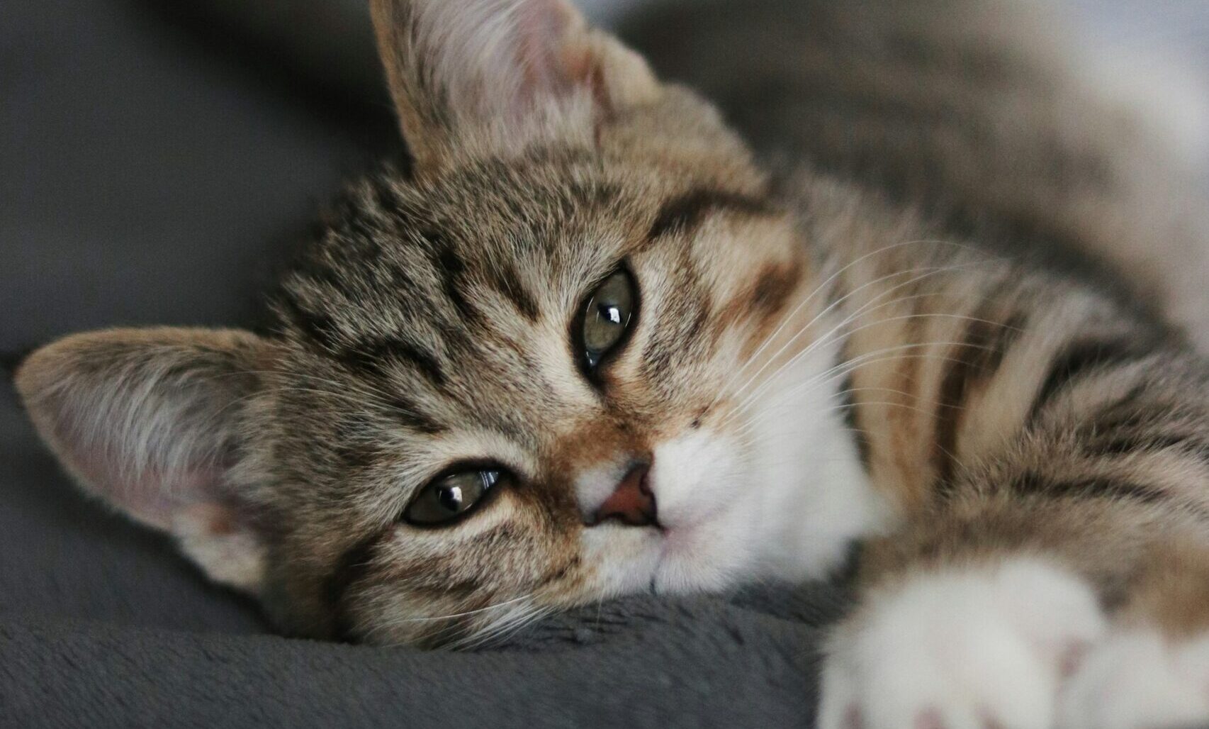 The Ultimate Guide to Cat-Proofing Your Home (And Sanity) - Cat Mom Humor